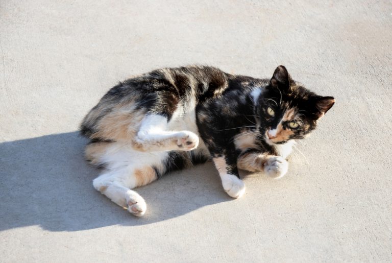 10 Cat Breeds With Short Tails (With Info & Pictures) - Catster