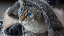Will My Cat Suffocate if They Sleep Under a Blanket? Vet-Approved Facts ...