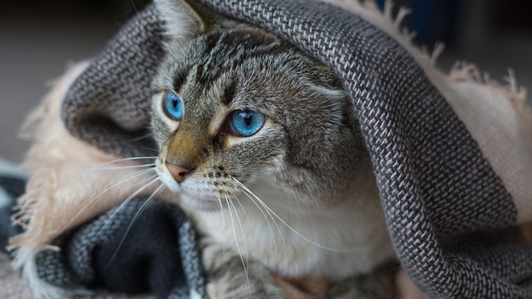 Will My Cat Suffocate if They Sleep Under a Blanket? Vet-Approved Facts ...