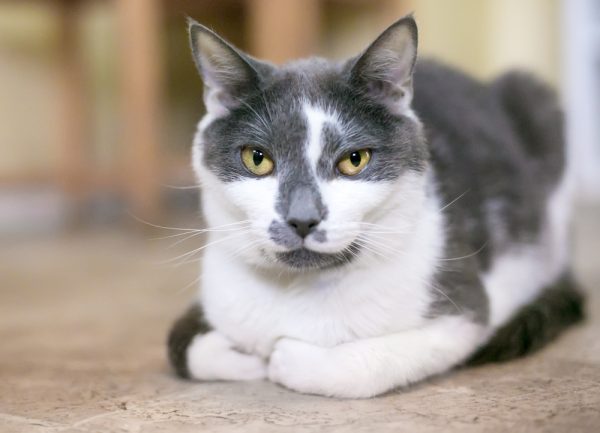 300+ Male Cat Names: The Ultimate List of Masculine, Adorable & Tough ...