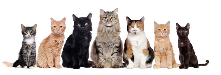 8 Most Common Cat Colors (With Info, Pictures & Breeds) - Catster