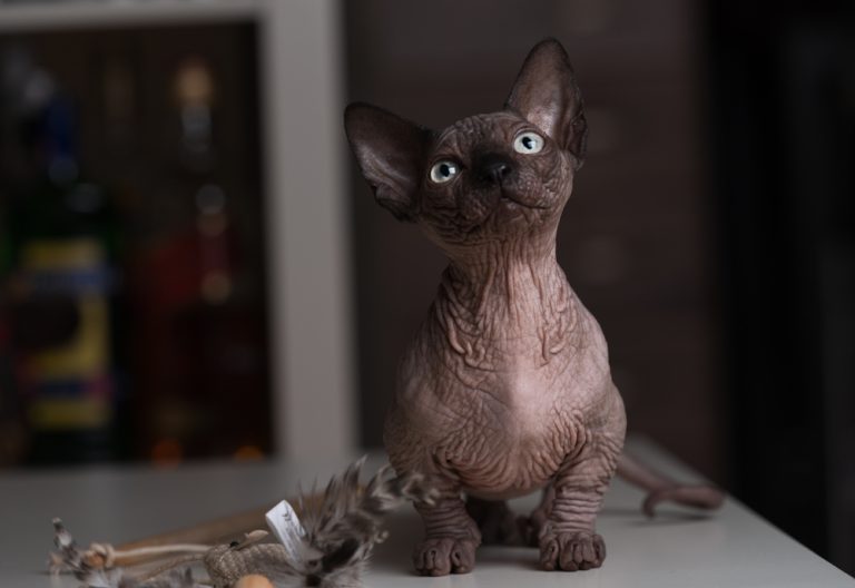 Bambino Cat Breed: Info, Pictures, Temperament & Traits - Catster