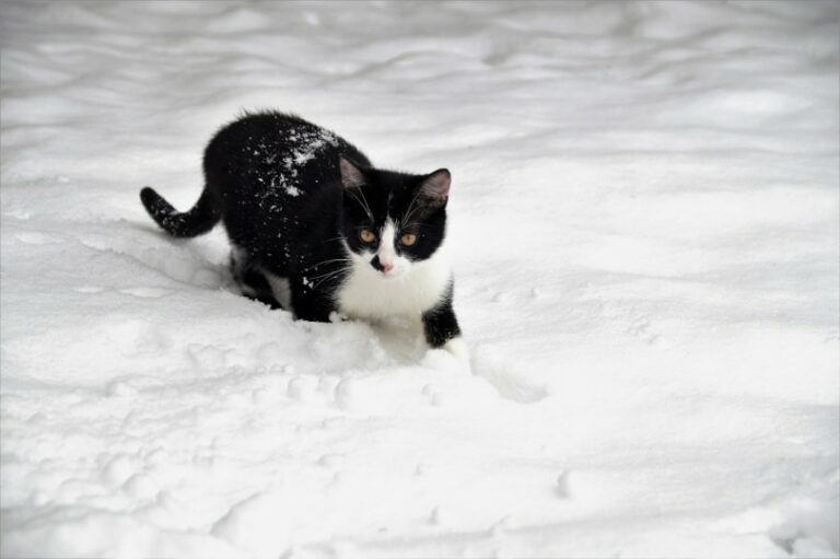 Do Cats Like Snow? Vet-Verified Facts & Safety Tips - Catster