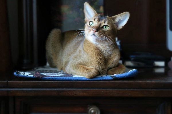 Abyssinian Cat Lifespan: How Long Do They Live? Vet-Verified Facts ...