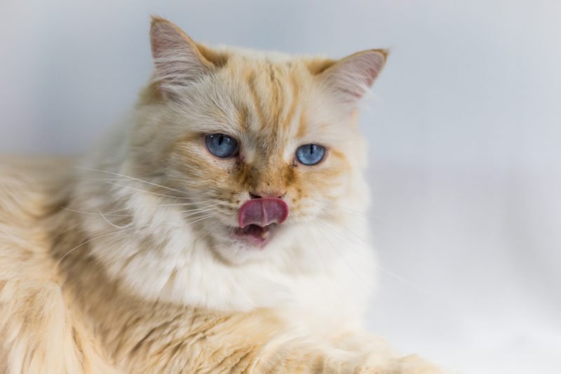 Flame Point Ragdoll Cat Breed: Info, Pictures, Temperament & More - Catster