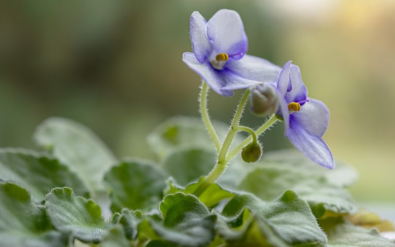 Are African Violets Poisonous to Cats? Vet-Reviewed Houseplant Safety ...