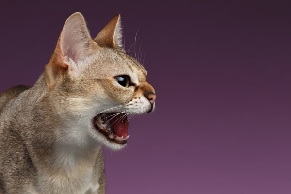 5 Expert Ways to Handle Aggressive Cats: Vet Approved Tips & Tricks ...