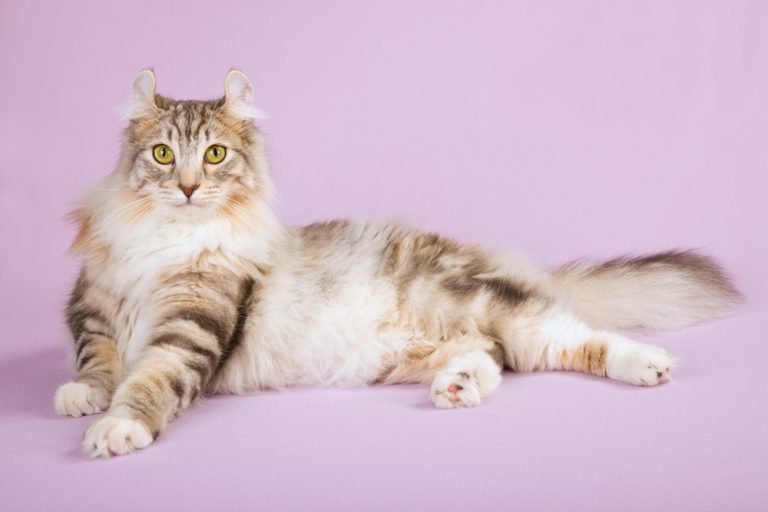 7 Adorable Short Eared Cat Breeds (With Info & Pictures) - Catster