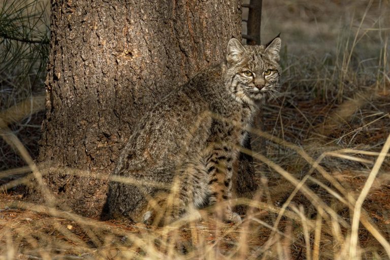 10 Cat Breeds With Short Tails (With Info & Pictures) - Catster