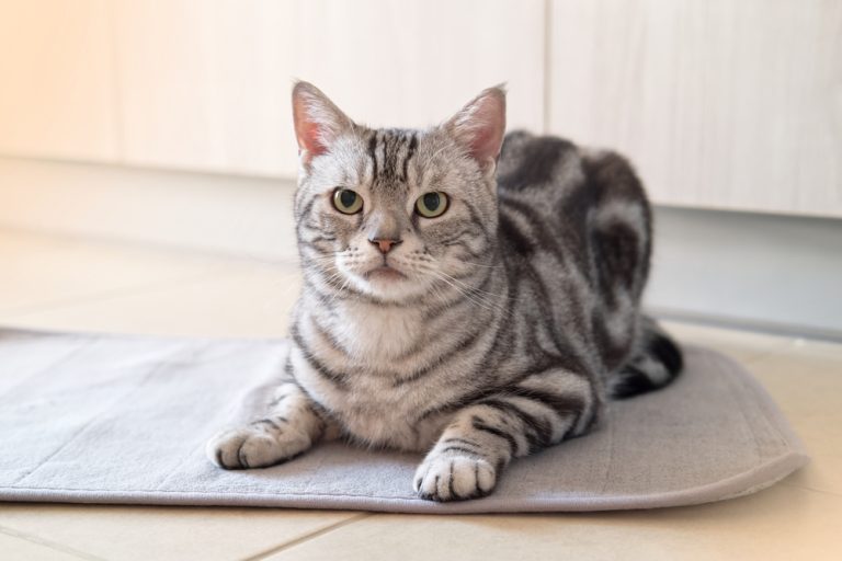 15 Clingy Cat Breeds: Info, Pictures & Facts (Vet Verified) - Catster