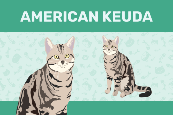 American Keuda Cat Breed Info: Pictures, Personality & Traits - Catster