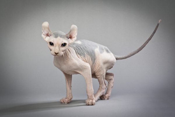 Elf Cat Breed Info: Pictures, Temperament & Traits - Catster