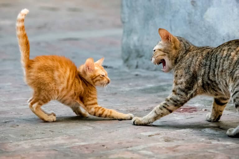 Redirected Aggression in Cats: Vet-Verified Causes & How to Stop It ...