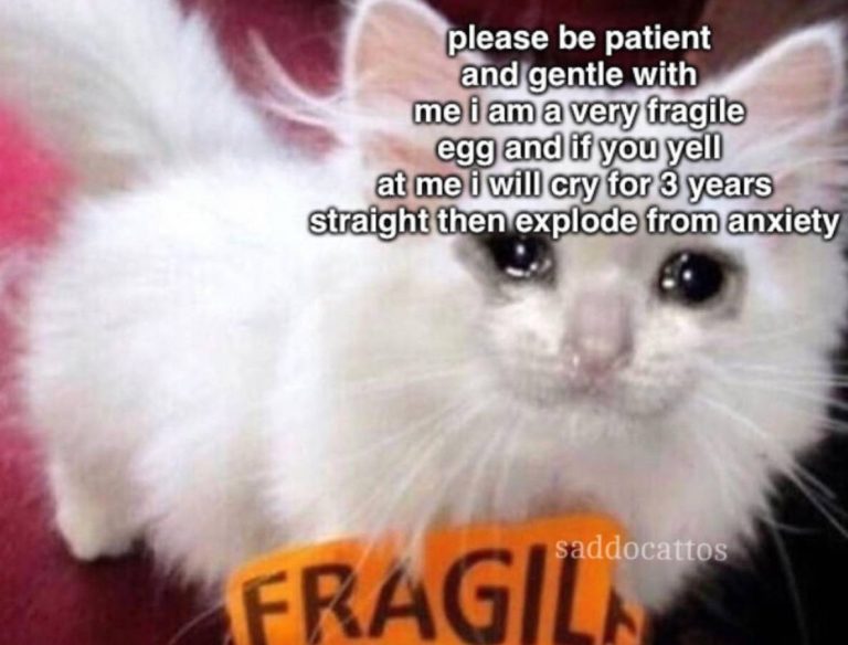50 Perfect Crying Cat Memes - Sad But Hilarious Jokes - Catster