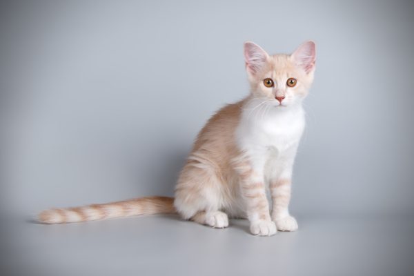 Aphrodite (Cyprus) Cat Breed: Info, Pictures, Temperament & Traits ...