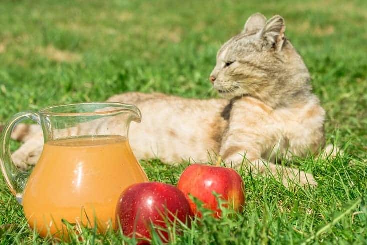 Can Cats Drink Apple Juice? Vet-Reviewed Facts & Advice - Catster