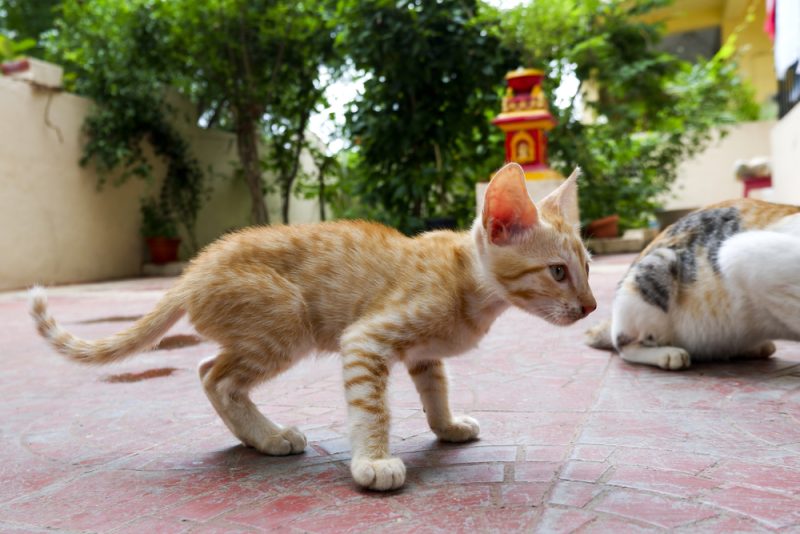 Swimmer Syndrome in Cats: Our Vet Explains Causes, Signs & Treatments ...