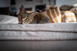 Ashera Cat Breed: Info, Pictures, Traits, Facts & More - Catster