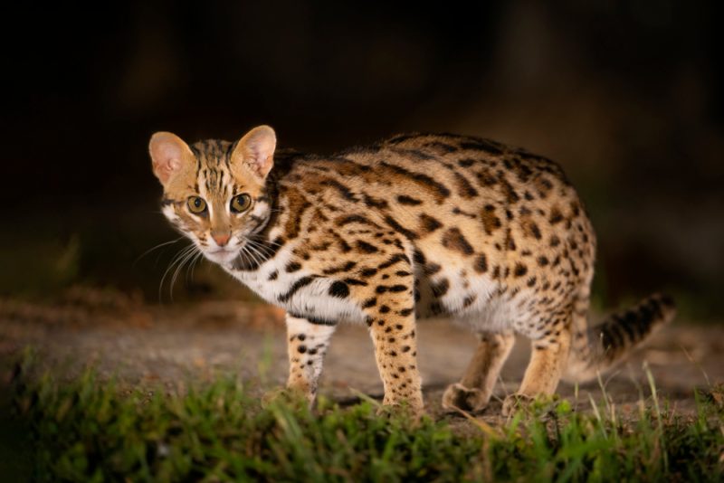 7 Small Exotic Cat Breeds That Are Allowed as Pets: Vet-Verified Info ...