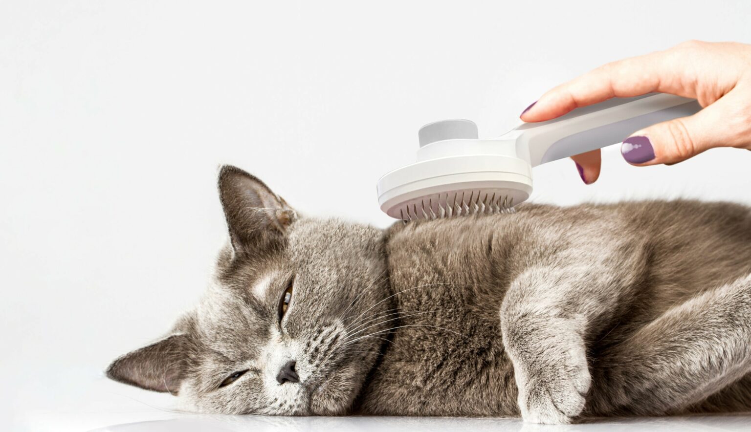 10 Best Cat Deshedding Tools in 2025 - Reviews & Top Picks - Catster