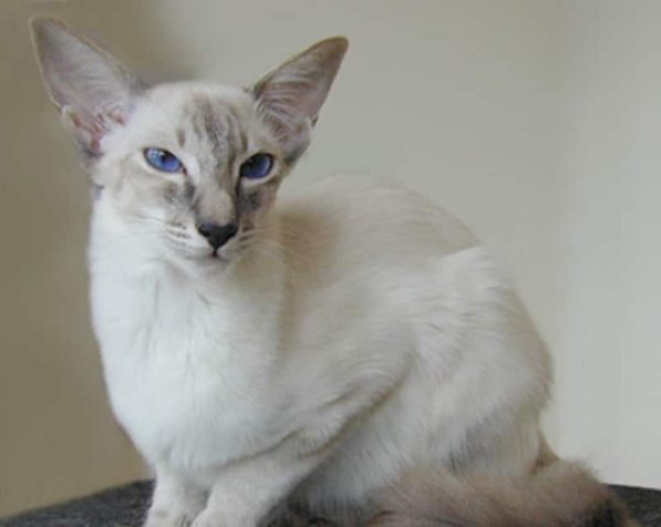 Balinese Cat Breed: Info, Pictures, Traits & Facts - Catster