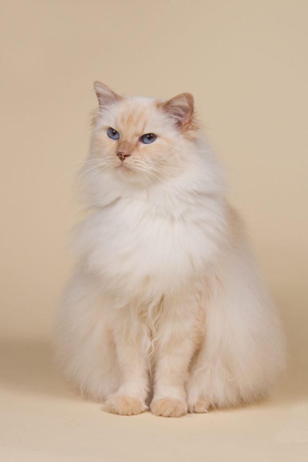 24 Types of Ragdoll Cat Colors & Patterns (With Pictures) - Catster