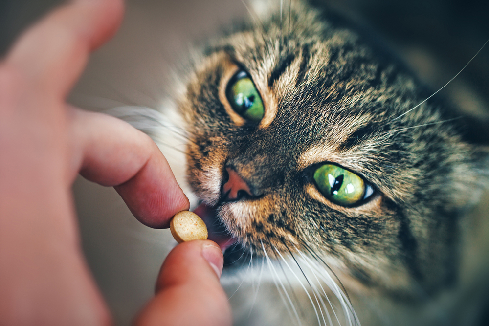 Baytril (Enrofloxacin) for Cats: Our Vet Explains Uses, Doses, & Side ...