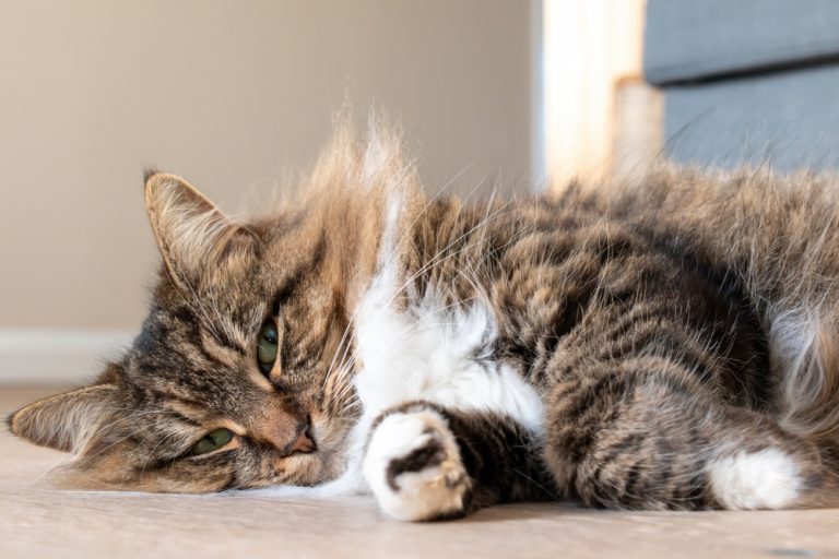 Domestic Longhair Cat Breed: Info, Pictures, Temperament & Traits - Catster