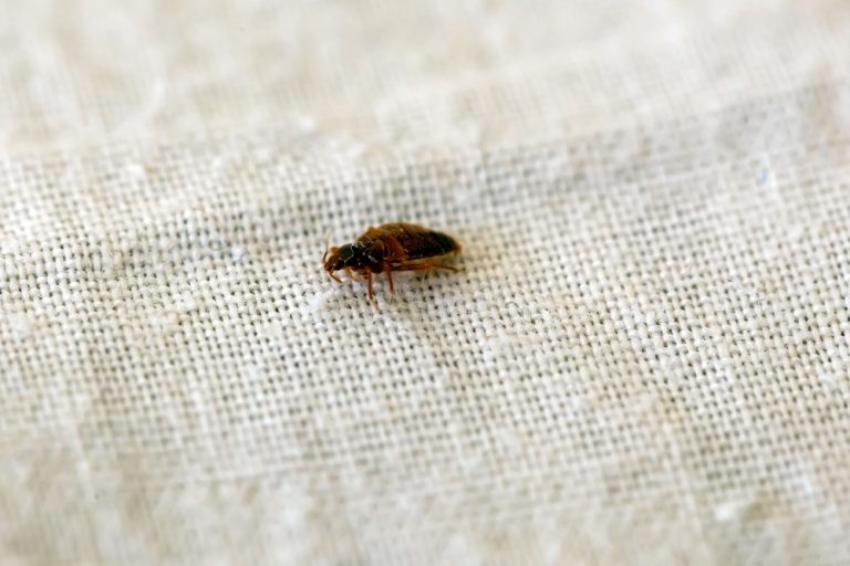 Can Cats Carry Bed Bugs? Vet-Reviewed Info, Risks & What to Do - Catster