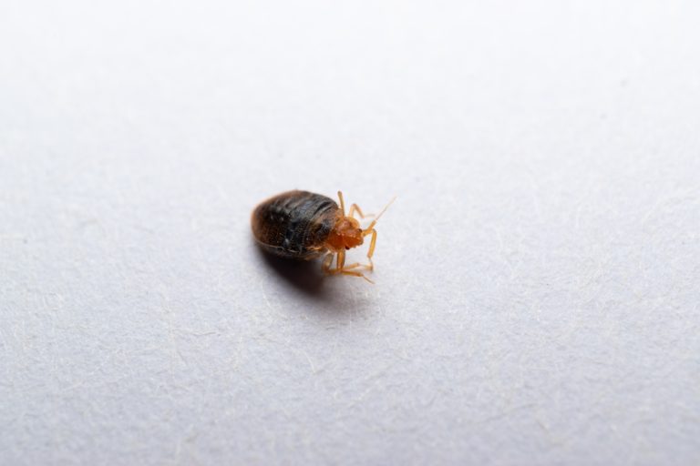 Can Cats Carry Bed Bugs? Vet-Reviewed Info, Risks & What to Do - Catster