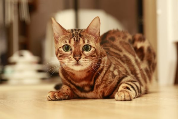 7 Unique Spotted Cat Breeds (With Info & Pictures) - Catster