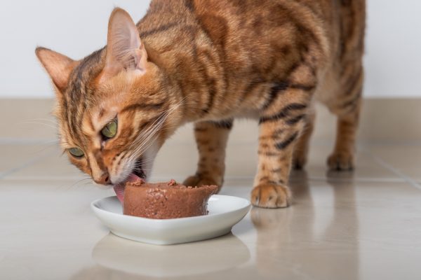 6 Best Foods for Bengals Cats in 2025 - Reviews & Top Picks - Catster