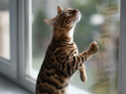 Why Does My Cat Paw at Smooth Surfaces? 5 Vet Reviewed Reasons - Catster