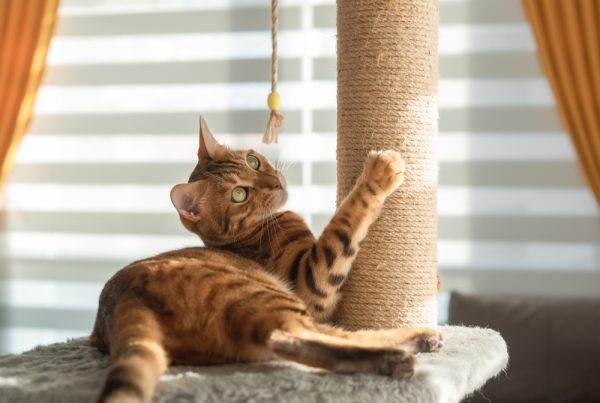 Does a Cat Scratcher Sharpen or Dull Nails? Vet Approved Tips & FAQ ...