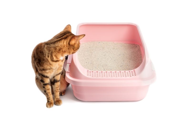 9 Different Types of Cat Litter: Vet-Verified Pros & Cons - Catster