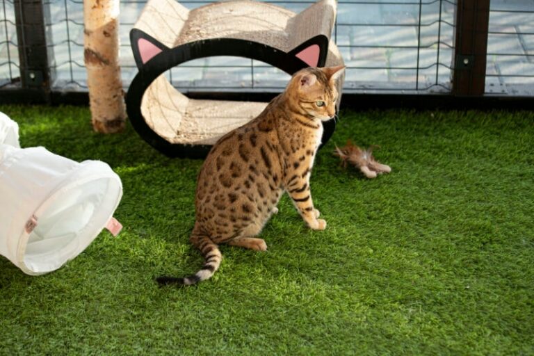 Does My Cat Need a Catio? Vet-Reviewed Pros, Cons & FAQ - Catster