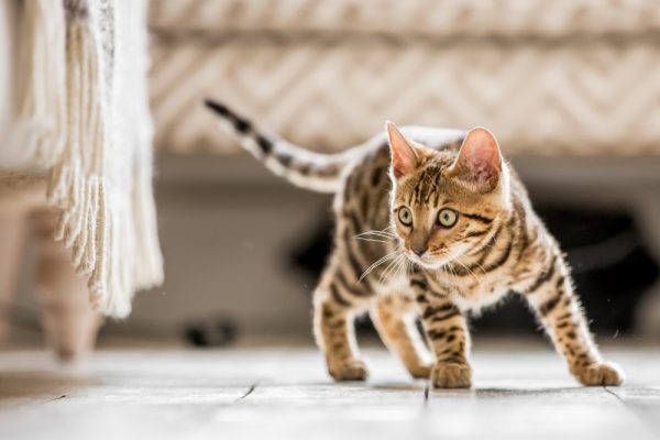 10 Most Vocal Cat Breeds (With Info & Pictures) - Catster