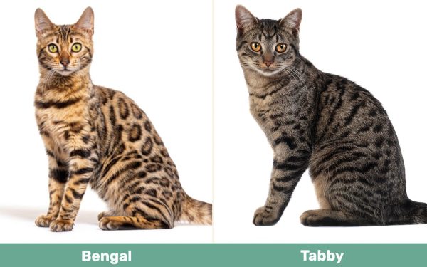 Bengal vs Tabby Cat: The Differences (With Pictures) - Catster