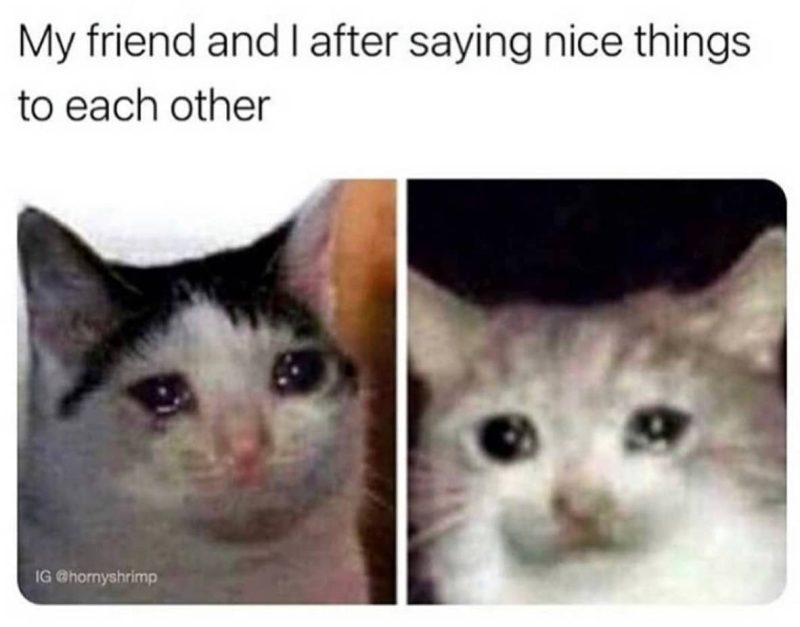 50 Perfect Crying Cat Memes - Sad But Hilarious Jokes - Catster