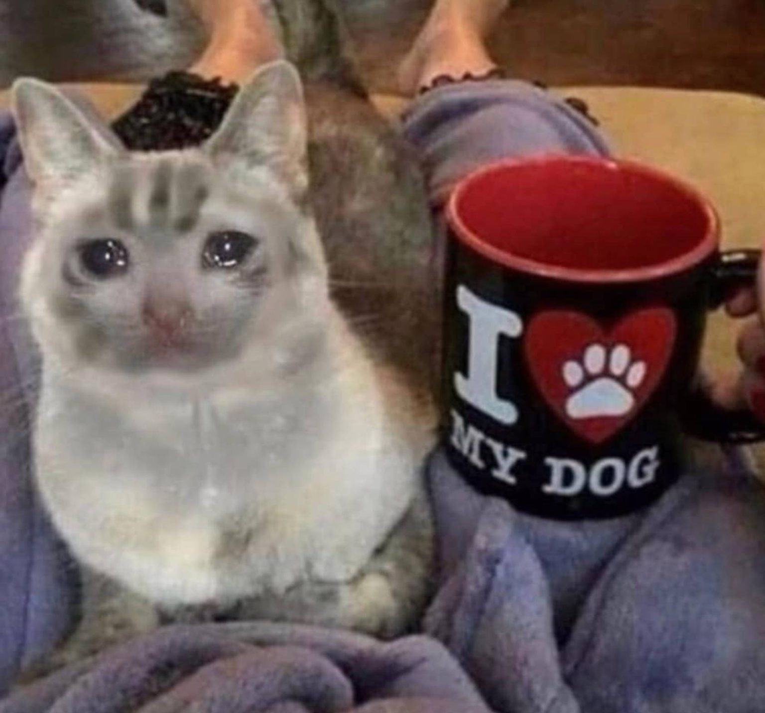 50 Perfect Crying Cat Memes - Sad But Hilarious Jokes - Catster