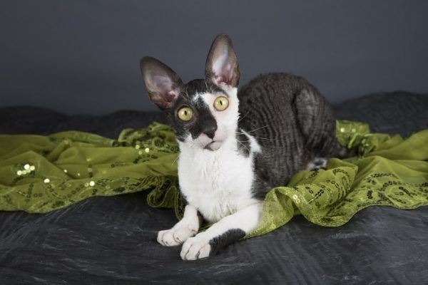 6 Types of Cornish Rex Cats: Colors, Breeds & Patterns (With Info ...
