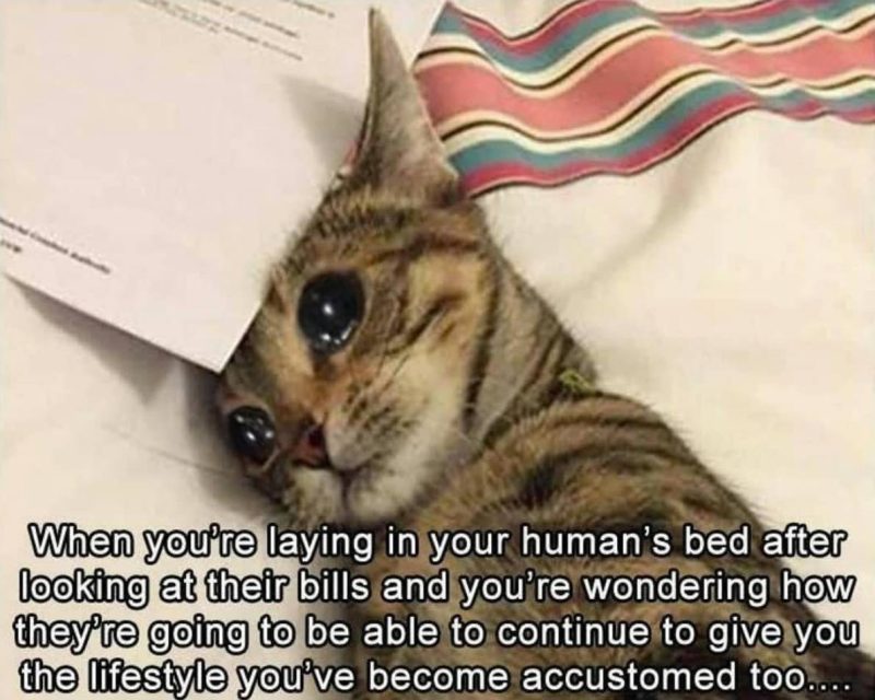 50 Perfect Crying Cat Memes - Sad But Hilarious Jokes - Catster