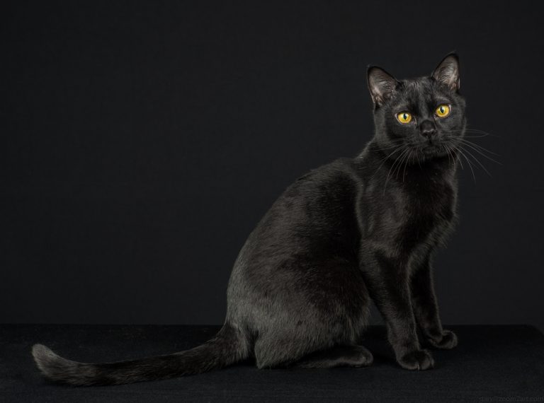 Cat Sìth: The “King of Cats” From Celtic Mythology - Catster