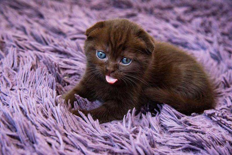 Black Scottish Fold Cat: Info, Pictures, Facts & History - Catster