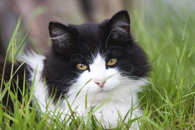Tuxedo Cat: Pictures, Info & Characteristics - Catster
