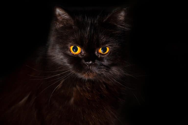 Cat Sìth: The “King of Cats” From Celtic Mythology - Catster