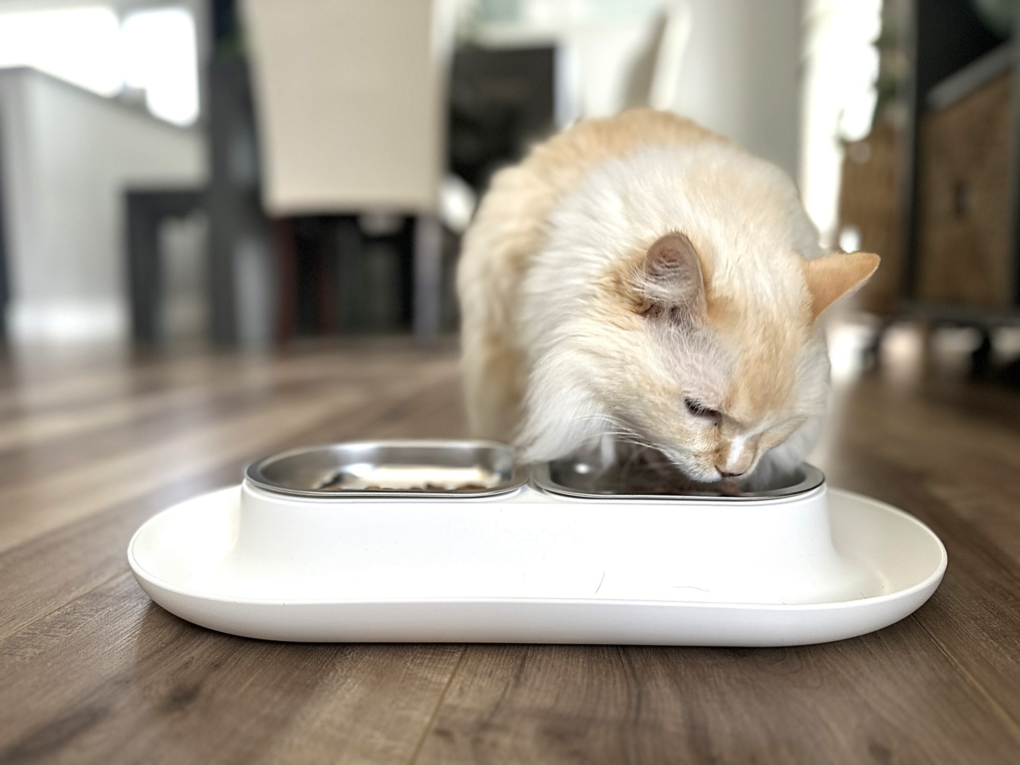 How Many Calories Should a Cat Eat? Vet-Reviewed Cat Feeding Guide ...