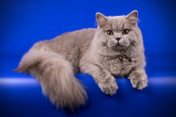 10 Blue Cat Breeds: An Overview (With Vet-Verified Info & Pictures ...