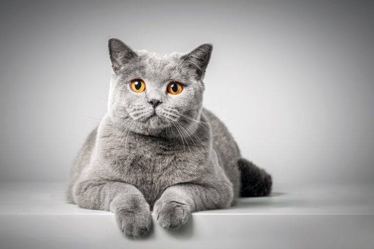 24 Medium-Sized Cat Breeds: Info, Pictures, Characteristics & Facts ...