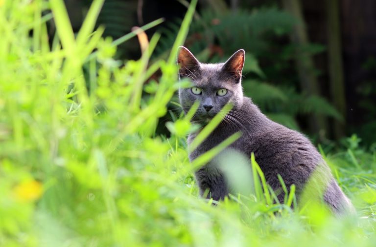 10 Blue Cat Breeds: An Overview (With Vet-Verified Info & Pictures ...
